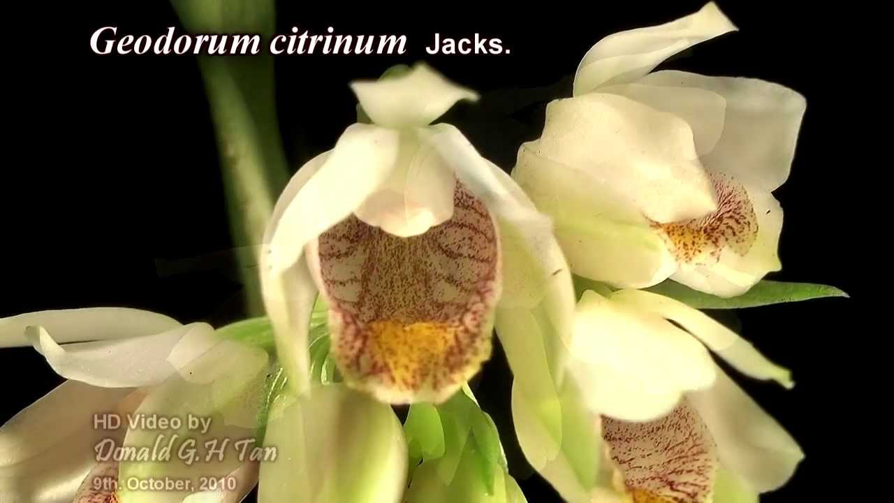 Geodorum citrinum - YouTube