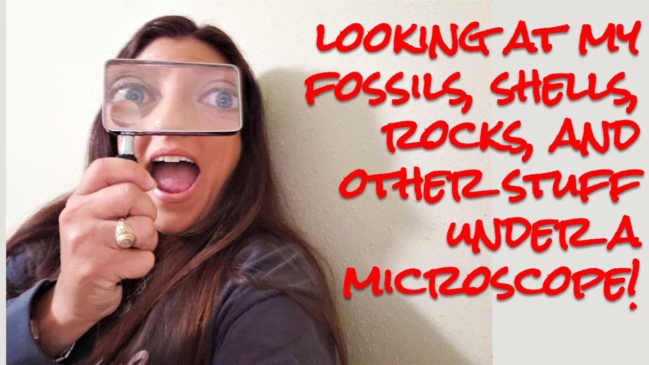 Under a Microscope: Petrified Wood, Shark Teeth, Crystals, Dino Bone ...