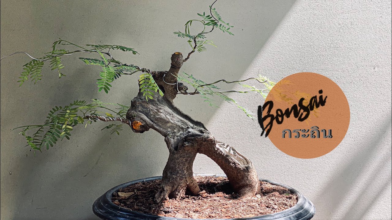 บอนไซ กระถิน | มือใหม่หัดทำ | Lead Tree Bonsai | EP.2 |kawraw #bonsai# ...