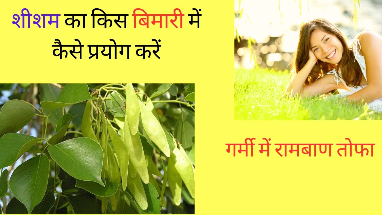 शीशम के पत्ते के फायदे | Shisham ke patte ke fayde | Shisham ka ped ...