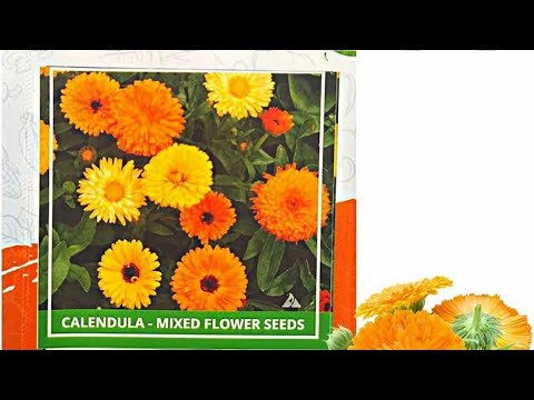 BEAUTIFUL CALENDULA SEEDS PACKET - YouTube