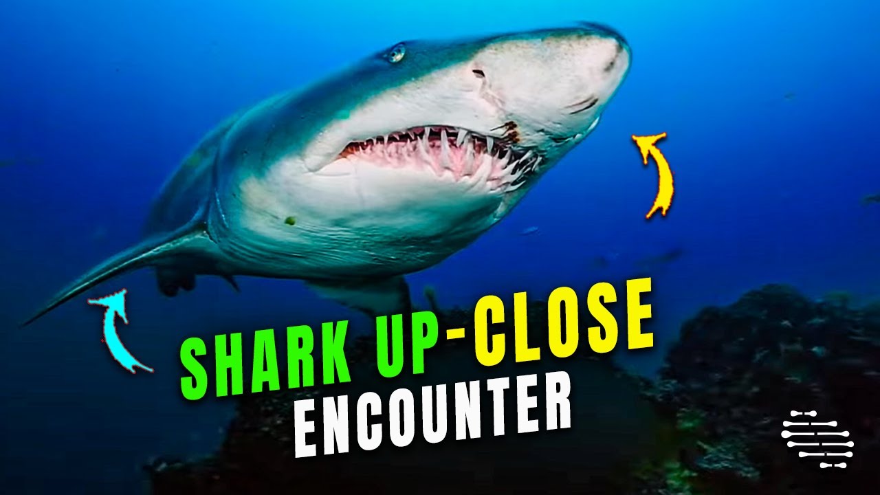 Diver Come across a Shark and Films It Up-Close - YouTube
