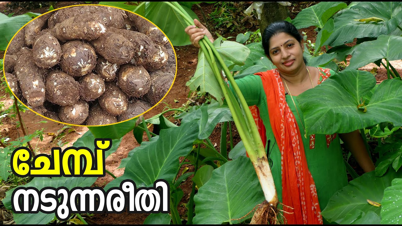 ചേമ്പ് നടീൽ ശരിയായരീതിയിൽ | ചേമ്പ് കൃഷി | Chembu Krishi Tips In ...