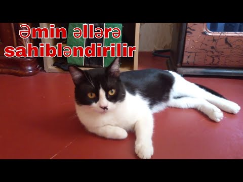 Sahibləndirilir əmin əllərə baxa bilənlərə