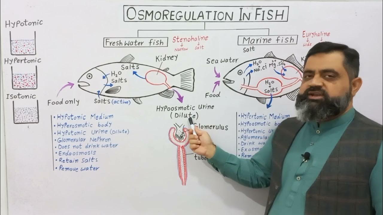 Osmoregulation in Fishes English medium @prof.masoodfuzail ...
