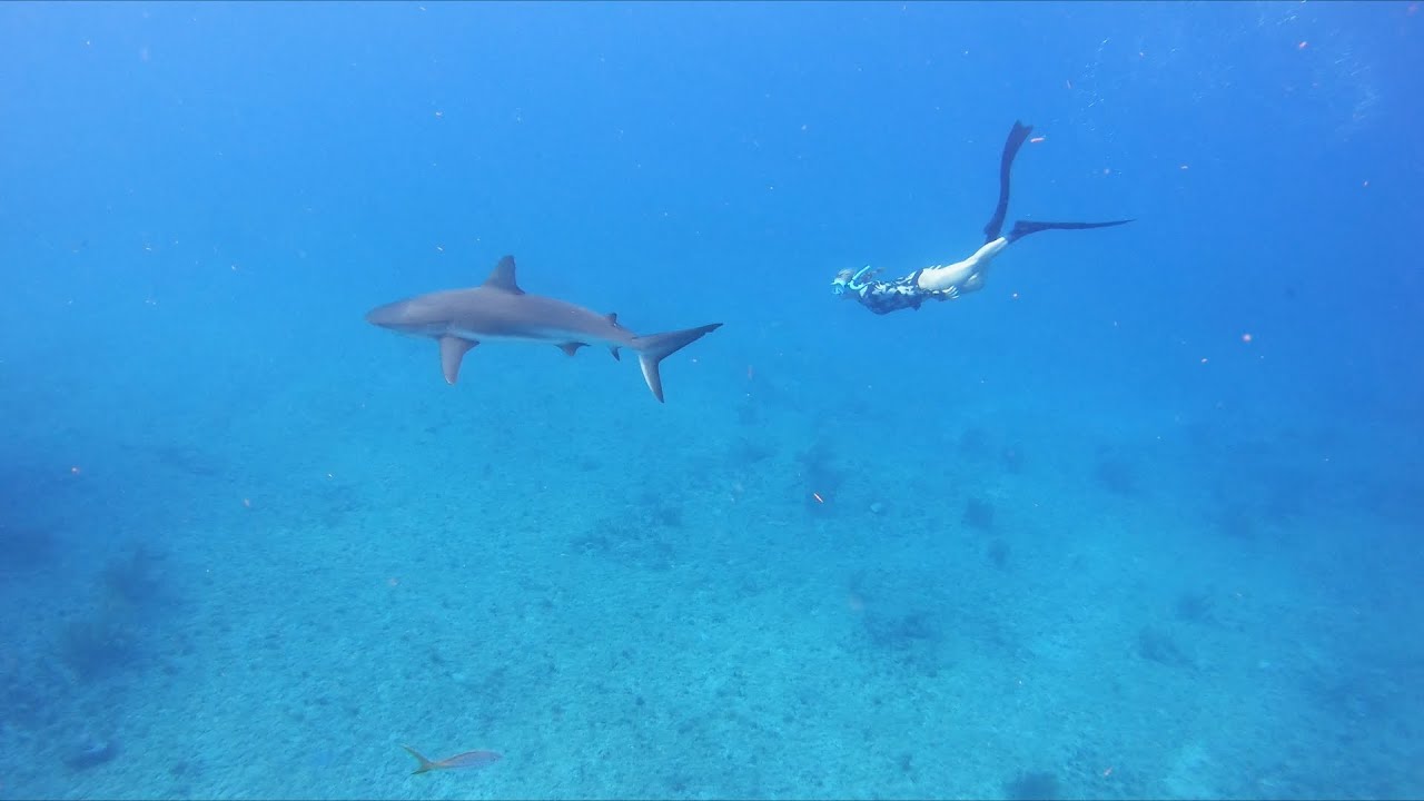 Freediving the beautiful blue waters of Bimini (sharks, turtles, and ...
