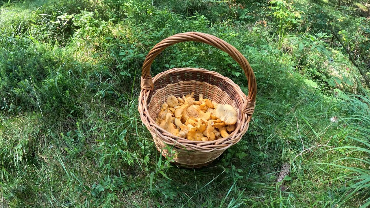 Funghi Cantharellus cibarius "Finferli"d'alta quota in Alto Adige 22 ...
