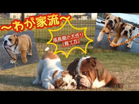 【わが家流ですよ！】成長期の子達の育て方のご紹介～ #ブルドッグ #bulldog #飼育方法 #育て方 @bullto - YouTube
