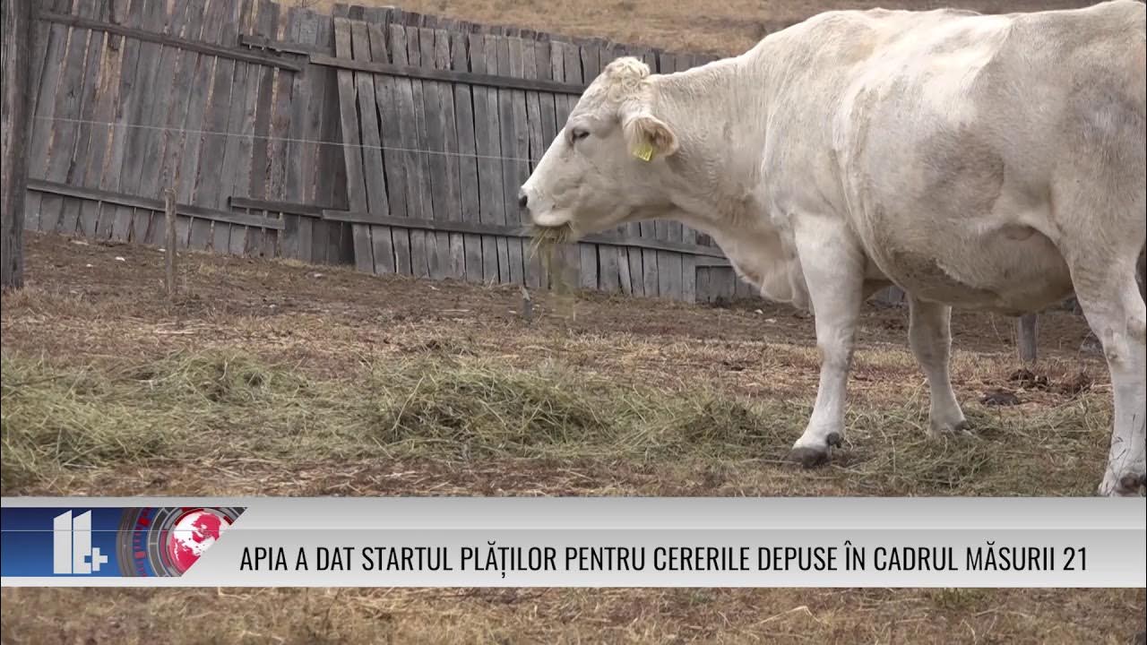 APIA A DAT STARTUL PLĂȚILOR PENTRU CERERILE DEPUSE ÎN CADRUL MĂSURII 21 - YouTube