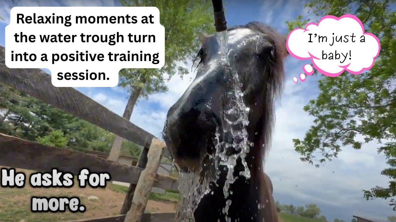 Encouraging Yearling Percheron Colt to Trust and Explore - YouTube