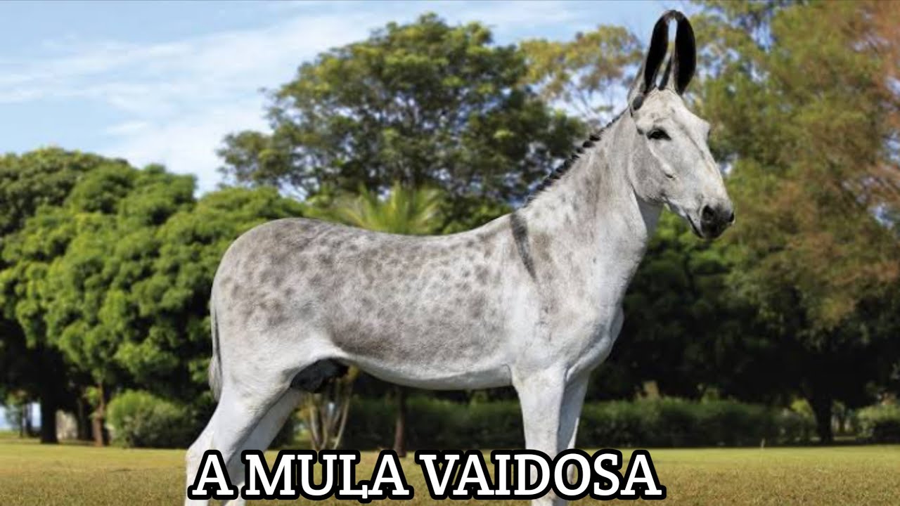 A MULA VAIDOSA - UMA LINDA REFLEXÃO DE VIDA - YouTube