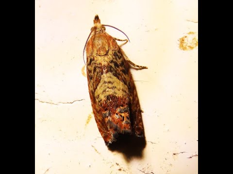 The rusty oak moth Cydia amplana Greece by Theo - YouTube