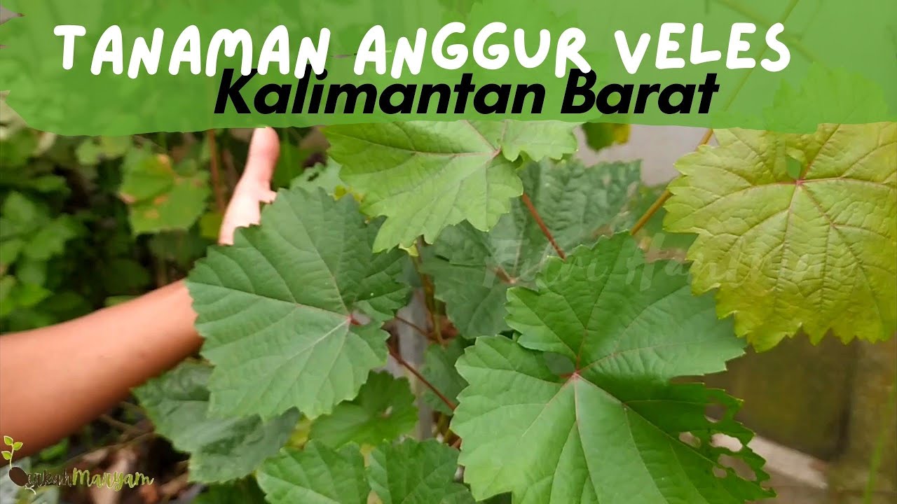 Tanaman Anggur Veles - YouTube