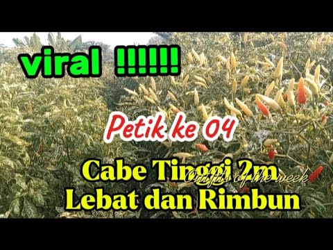 VIRAL CABE SETINGGI 2 METER LEBAT DAN RIMBUN - YouTube