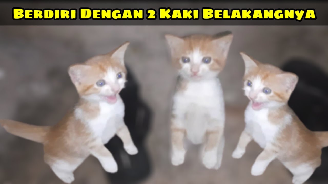 Anak Kucing Lompat - Lompat - YouTube