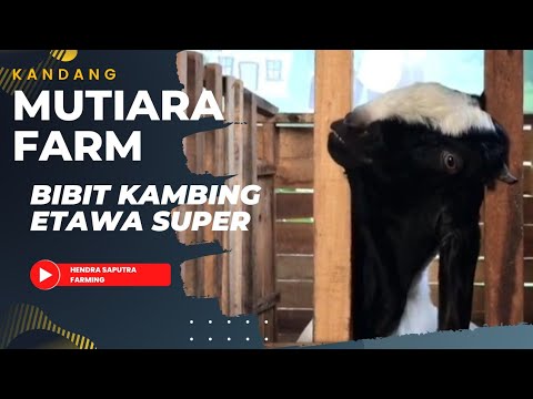 Mutiara farm kota Solok - YouTube