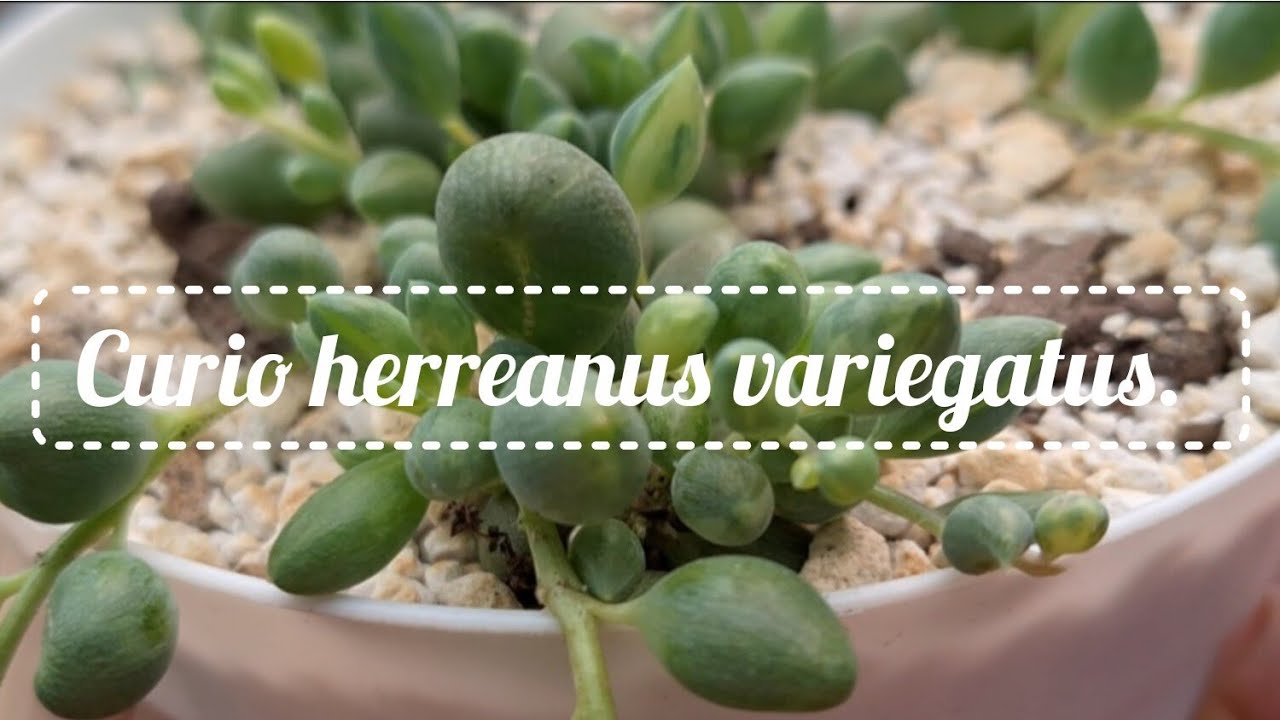Curio herreanus variegatus. cuidados básicos.#flores #garden #plantas # ...