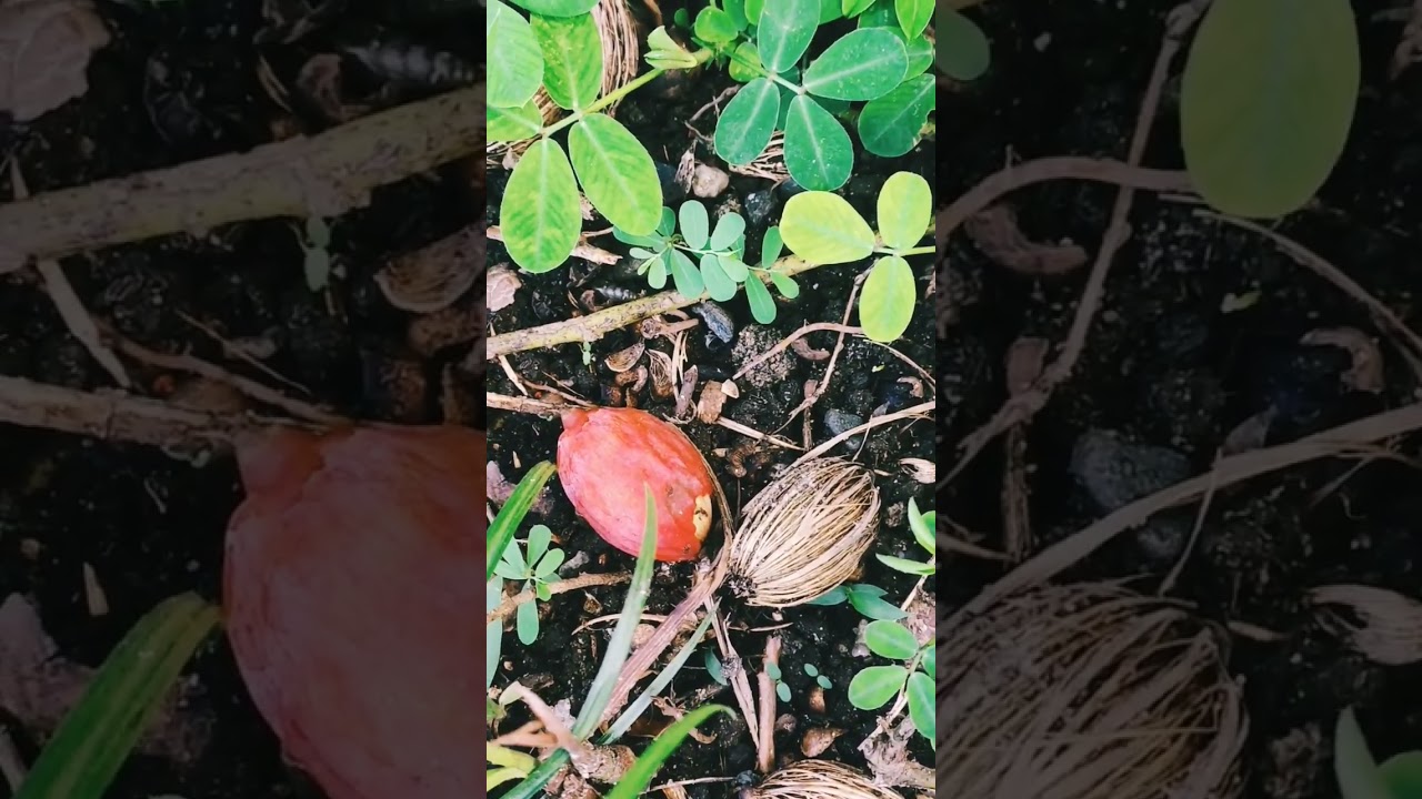 Nga Nga, Bua, Bunga, Betel Nut - YouTube