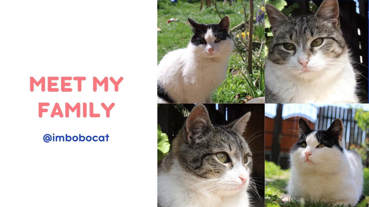 Meet My Family - (Bobo Cat) Part 1 - YouTube