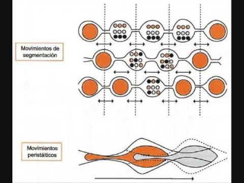 FISIOLOGÍA DEL APARATO DIGESTIVO- Motilidad digestiva 1 - YouTube