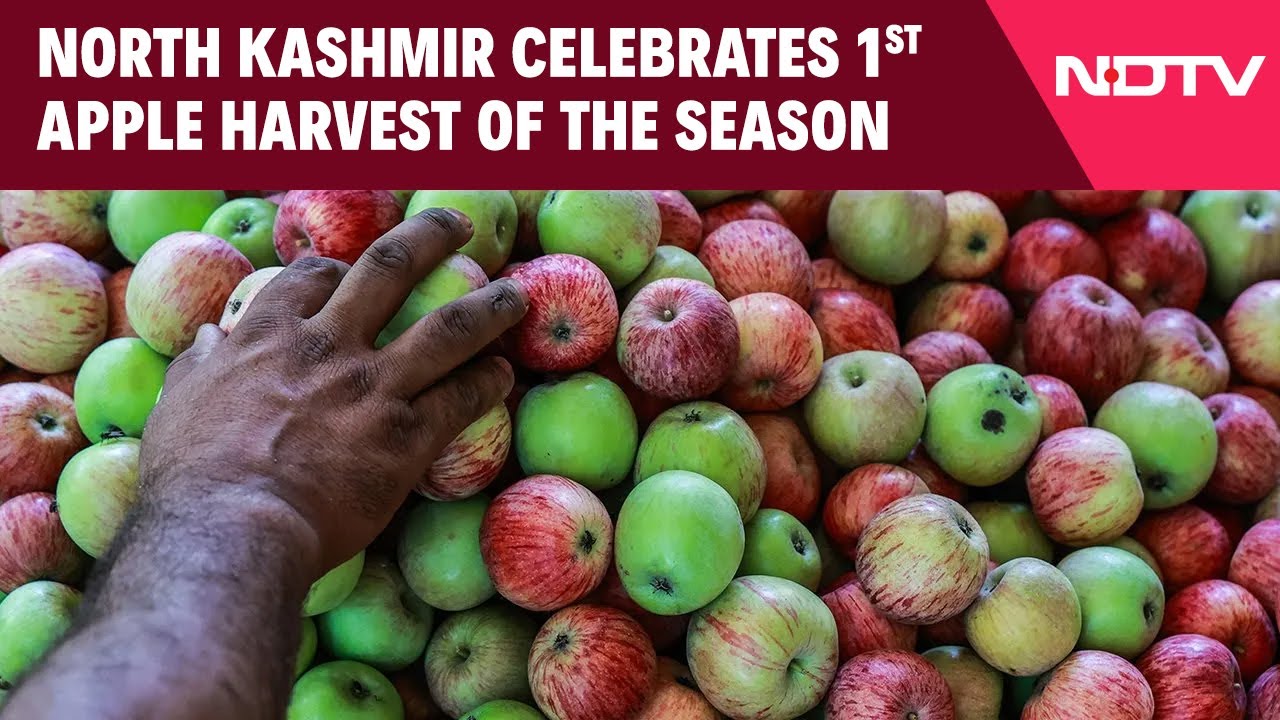 Kashmir News | North Kashmir's Kupwara Celebrates Harvest of First ...