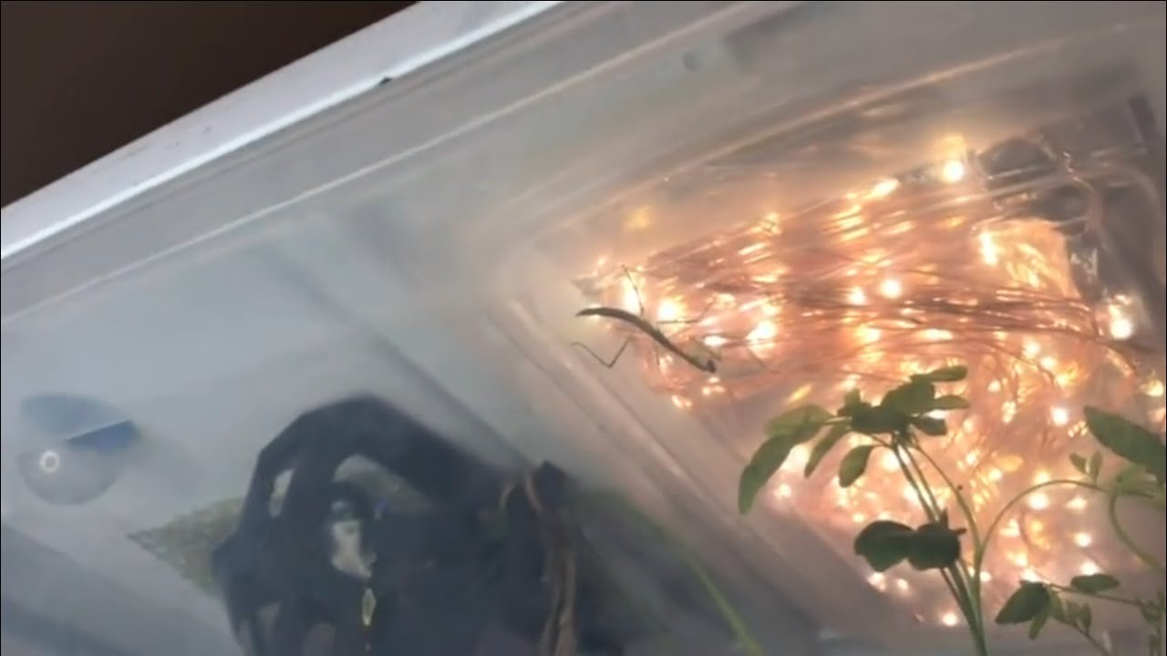 Mantis Feeding, Mantis Chilling - YouTube