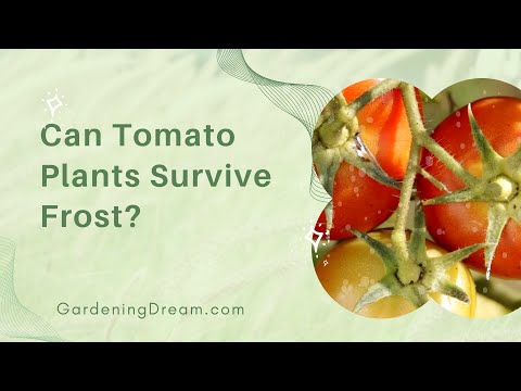 Will A Light Frost Kill My Tomato Plants
