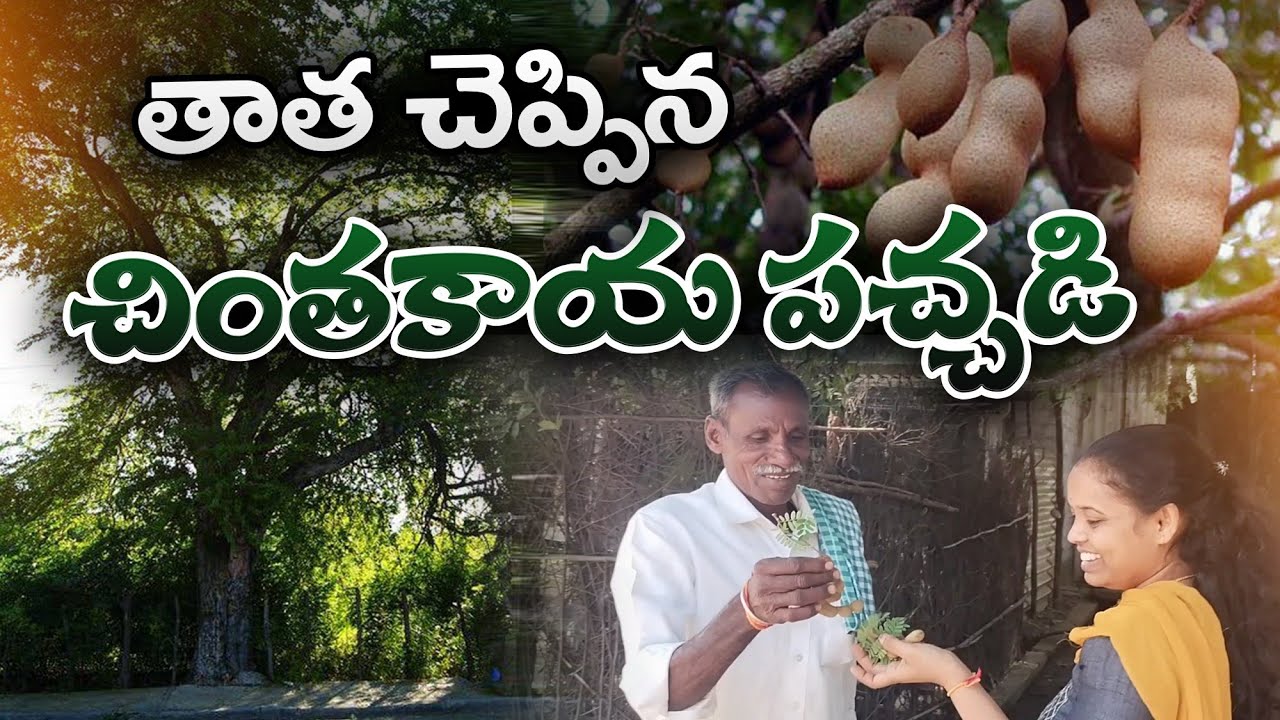 chintakaya chettu | chintakaya Thokku | చింతకాయ పచ్చడి | Tamarind plant ...