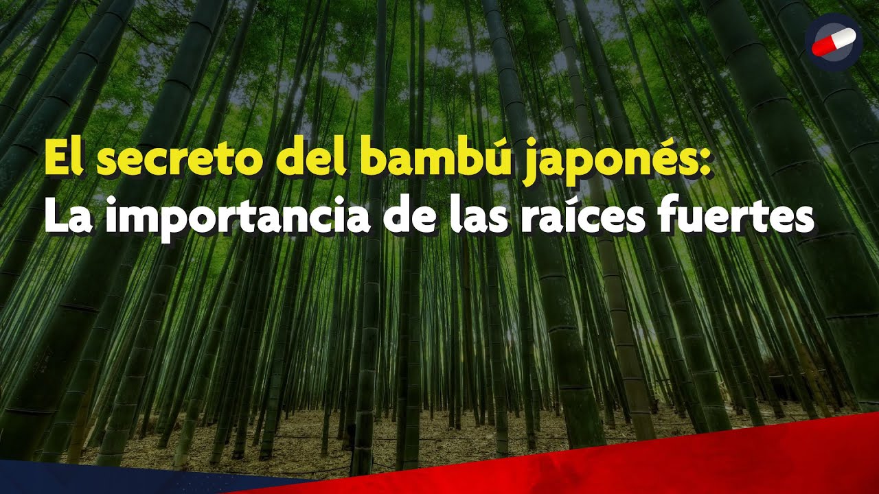 El secreto del bambú japonés: La importancia de unas raíces fuertes ...