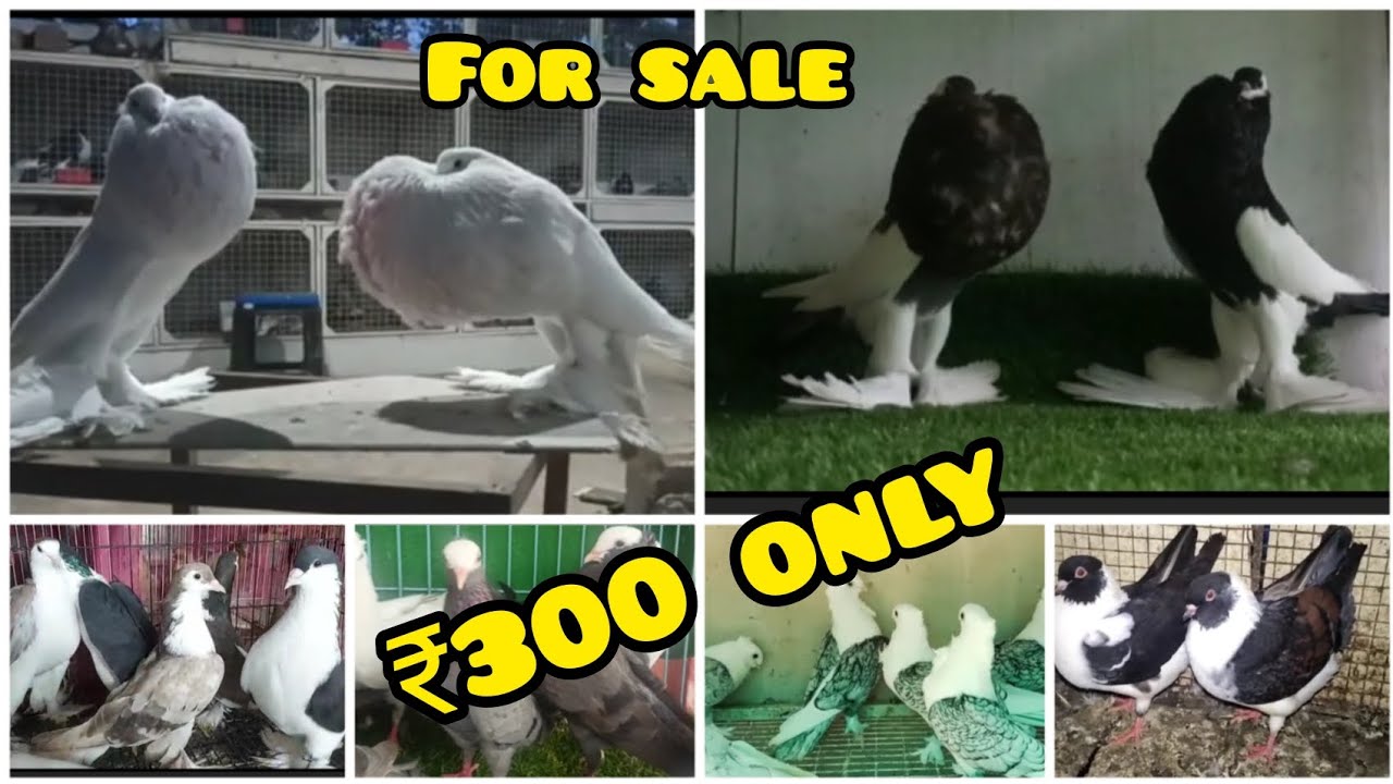 ₹300 only LOT PIGEON | SASTE FANCY KABOOTAR | fancy pigeon farm | jumbo ...