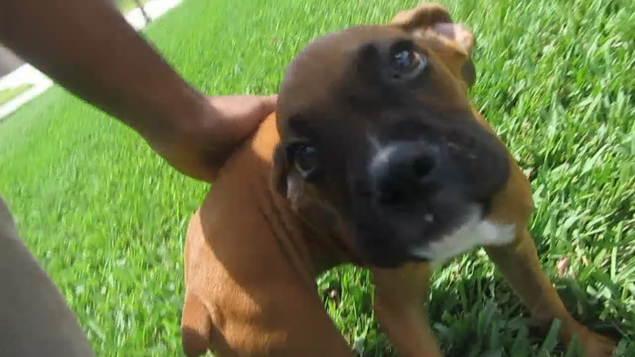 6 WEEK OLD BABY BOXER DOG (MALE) MAX THE 2ND CUTEST PUPPY - YouTube