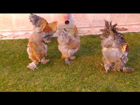 Blue patridge brahma breeders ️😍 ️ #Blue_patridge_brahma - YouTube