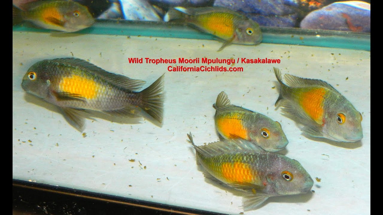 Tropheus Moorii Mpulungu Wild - YouTube