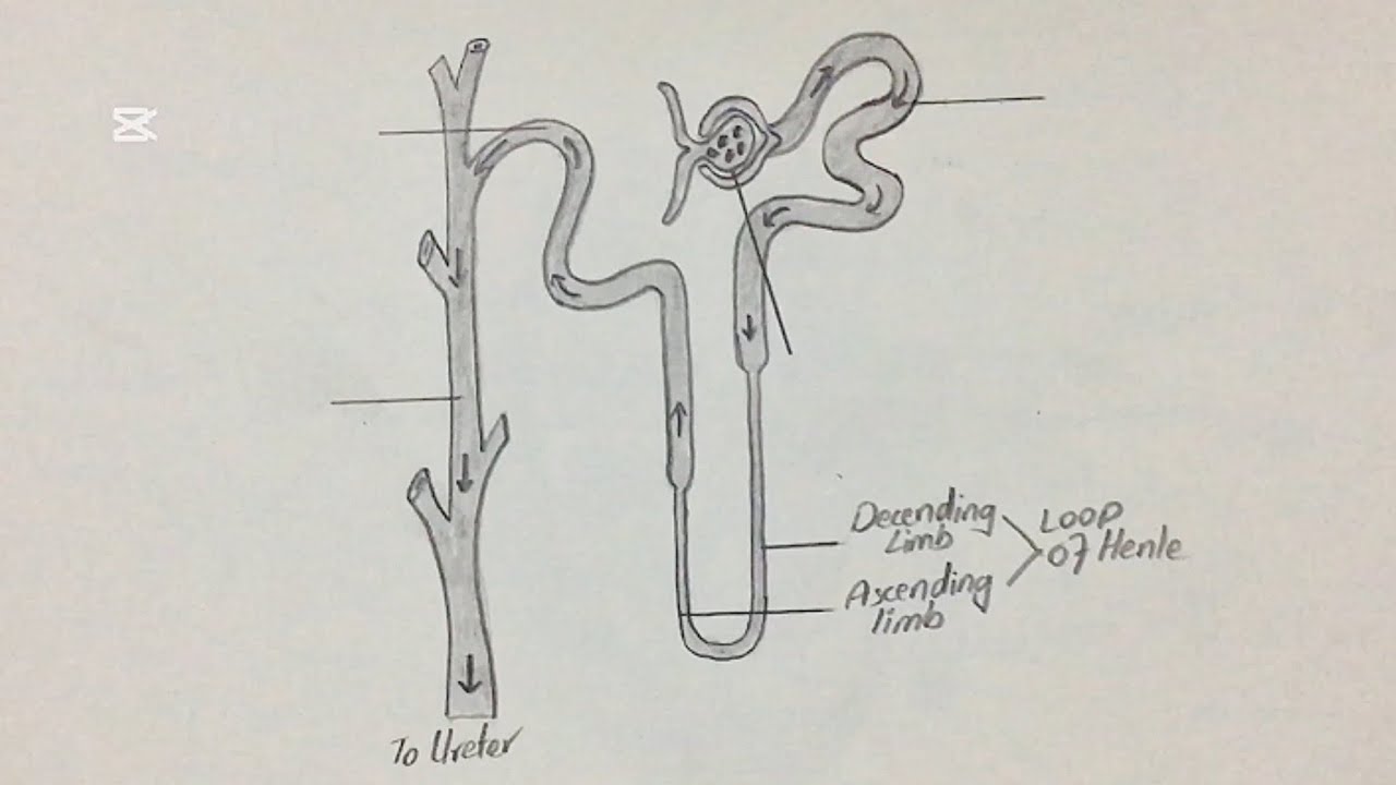 How to draw structure of nephron - YouTube