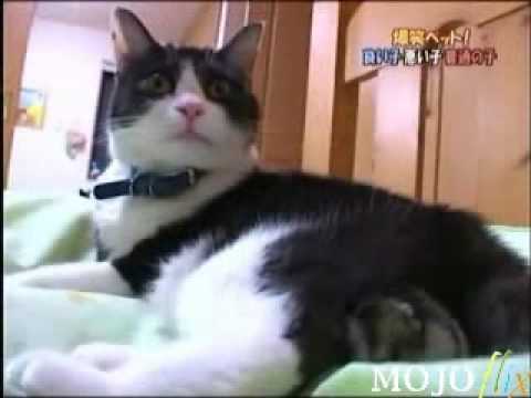 kedi fare