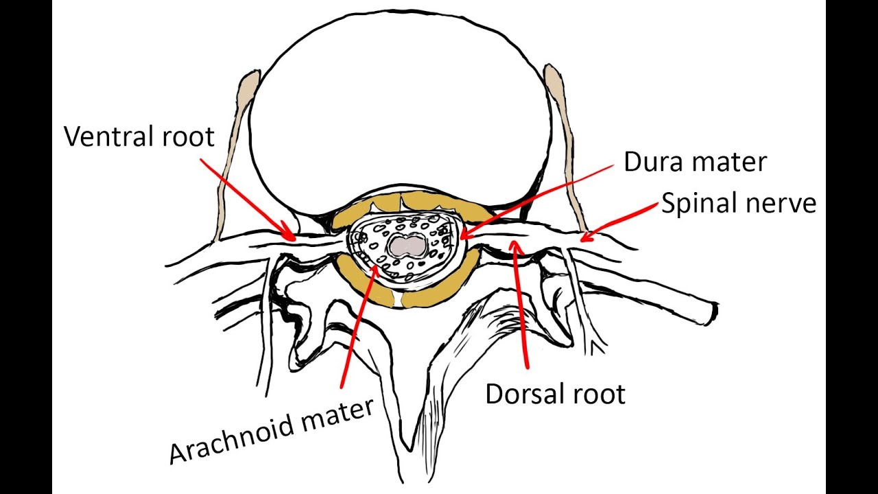Spinal Canal - Structure & Contents - YouTube