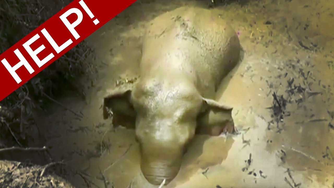The moment a trapped elephant gets rescued from a well in Sri Lanka ...