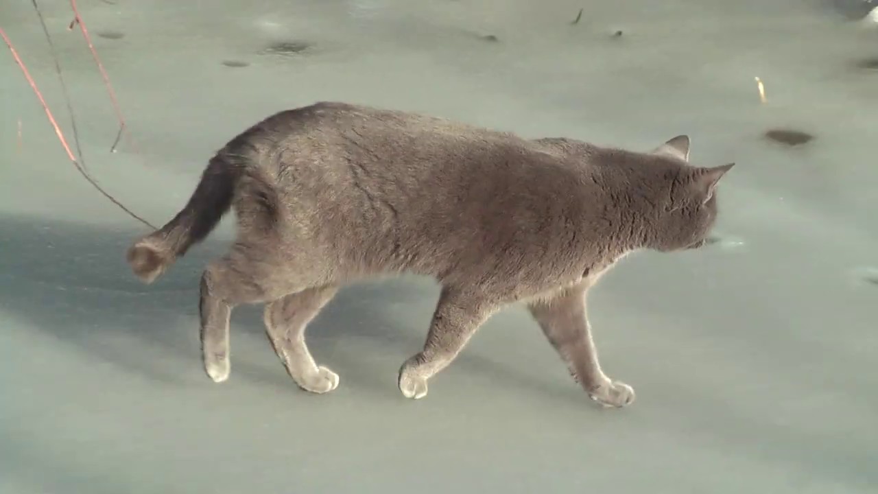Cat on Ice - YouTube