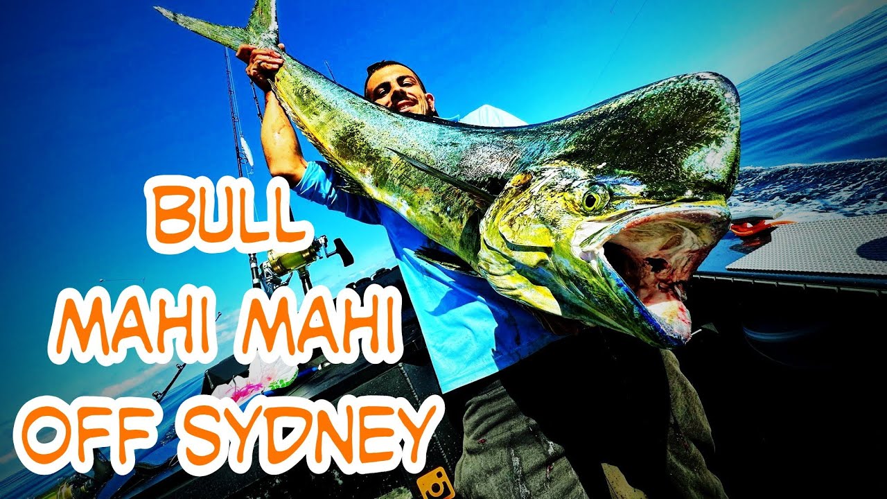Bull Mah Mahi - YouTube