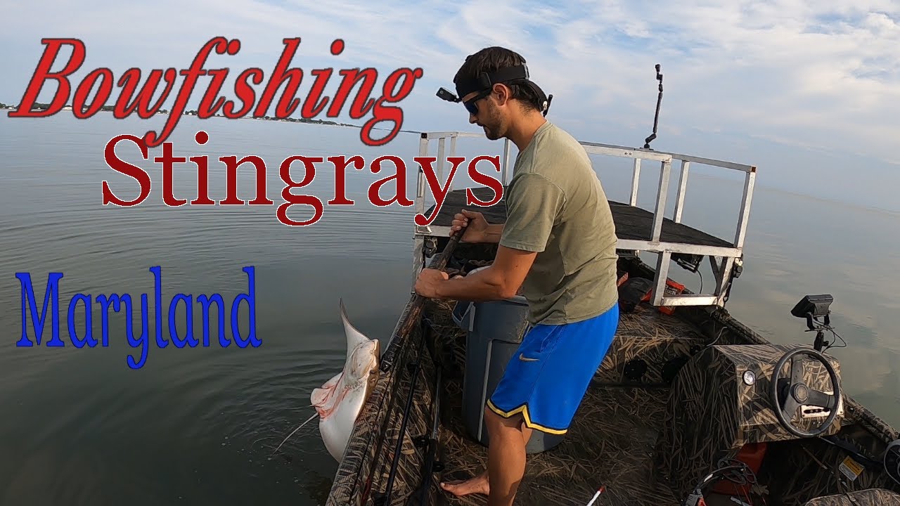 Maryland Bowfishing - Stingrays on the Chesapeake! - YouTube