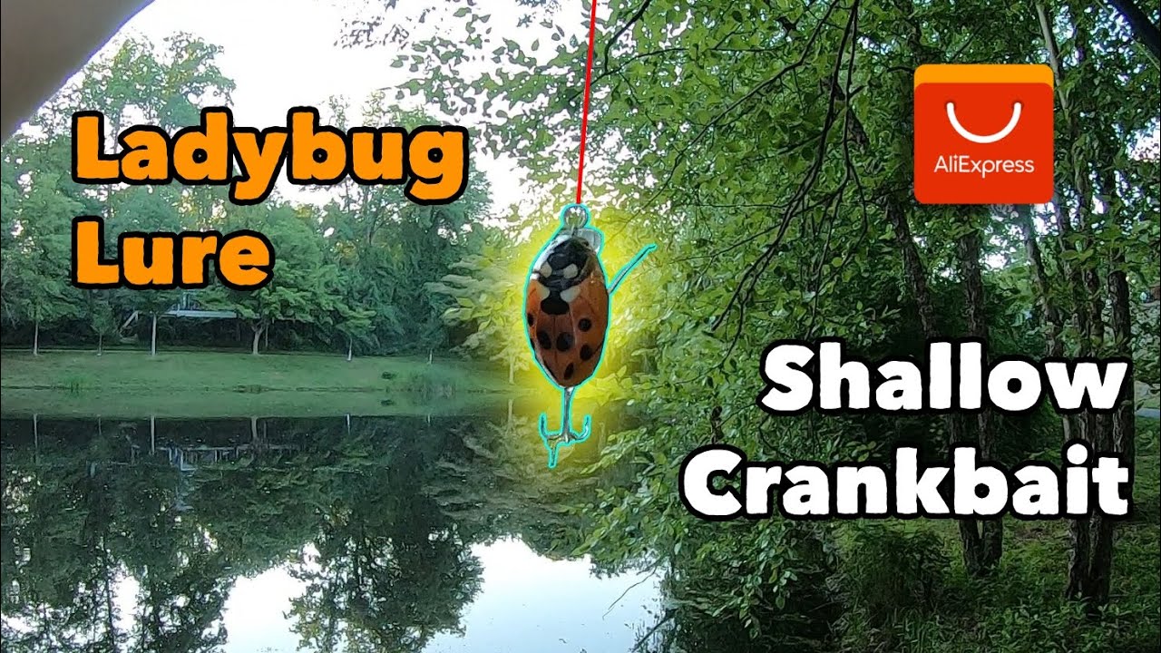 Shallow Diving Ladybug🐞Crankbait (Ali-express or Ali-suppress?) - YouTube