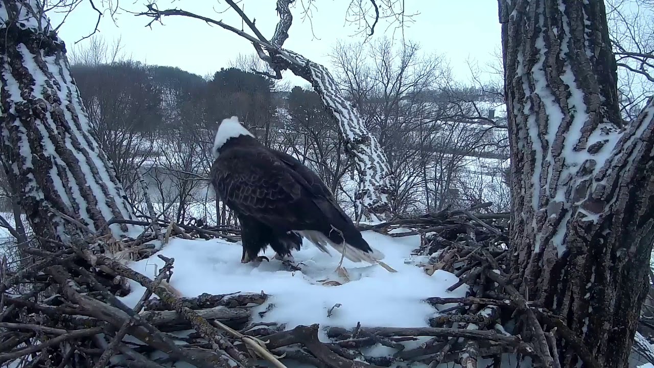 Decorah Bald Eagles Raptor Resource Project Google Chrome 2 1 2019 7 41 ...