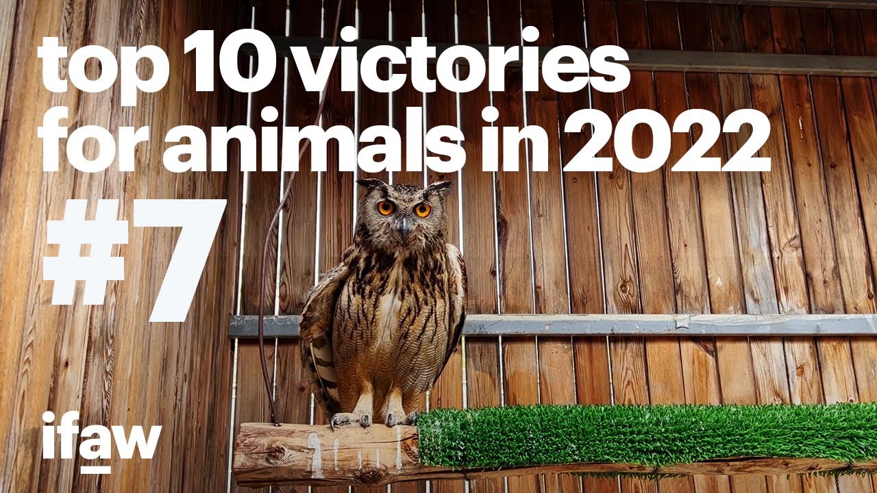 Top 10 Victories for Animals in 2022 | #7: A lucky owl’s rescue ...