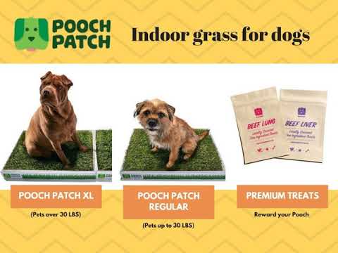 Pooch Patch Customers Reviews Toronto Brampton | Pooch Patch Reviews ...