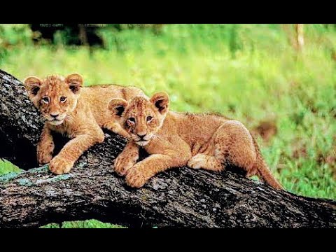 Sher K Bachy Ghar Main | Cute Baby Lions Having Fun - YouTube