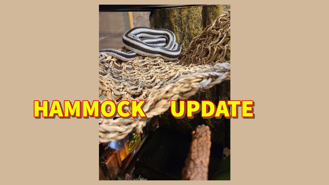 Rosy Boas Like Hammocks? - YouTube