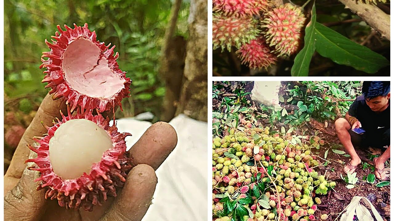 Hairy Litchi Fruit Of Nagaland (Unexplored fruit crop of Nagaland ...