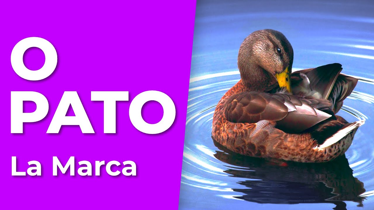 O PATO - João Gilbertos alberner Song über Samba-tanzendes Federvieh ...