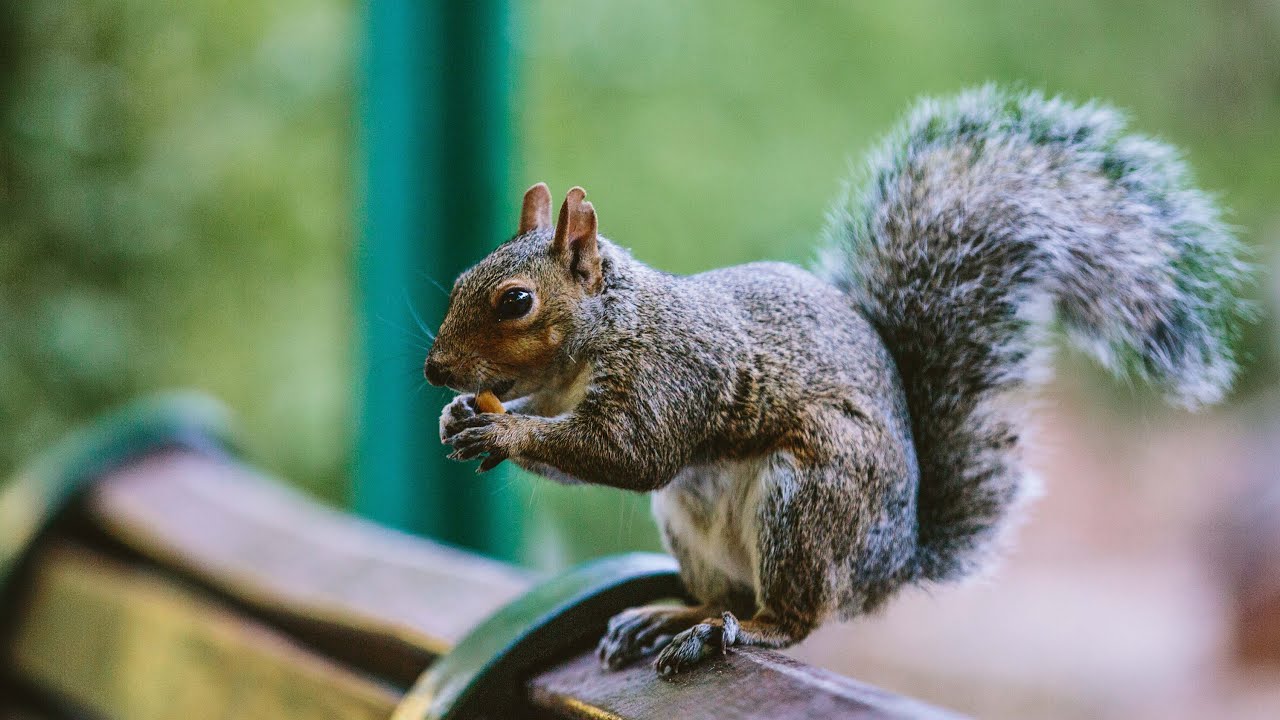 NEW SQUIRREL FRIENDS! - YouTube