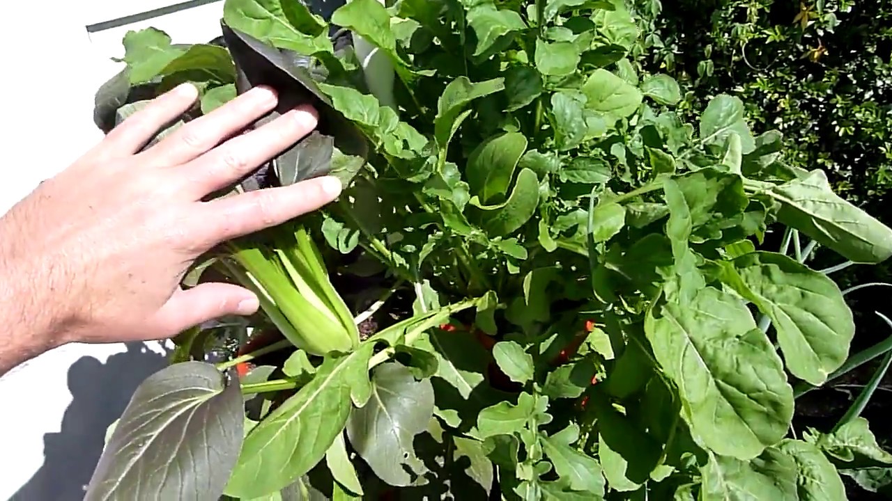 Mr Stacky Tower Gardens - Veggies on Demand - YouTube